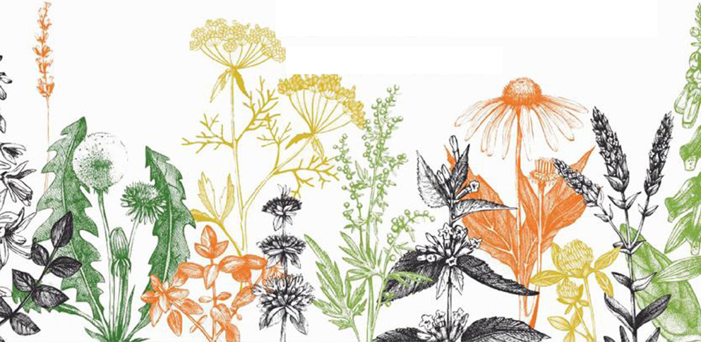 Erbacce al giardino! - Mostra nella serra monumentale - AIAPP